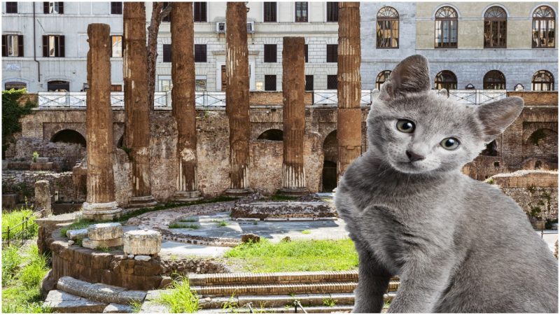 The site in Rome where Julius Caesar was killed is now a stray cat ...