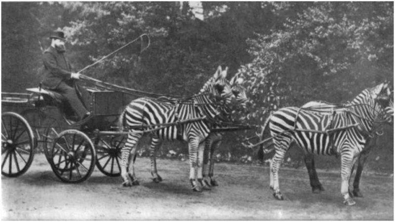 Lord Walter Rothschild drove a carriage pulled by six zebras through ...