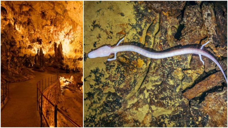 The cave in Postojna, Slovenia, is home to the "Human Fish," a predator ...