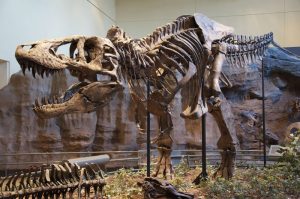 World's Largest T. Rex Skeleton Discovered - Nicknamed "Scotty" - The ...