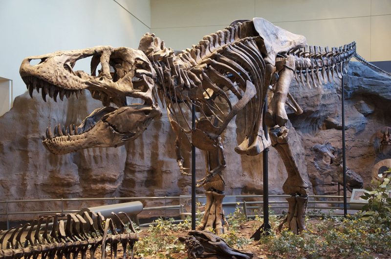 World's Largest T. Rex Skeleton Discovered - Nicknamed "Scotty" - The ...