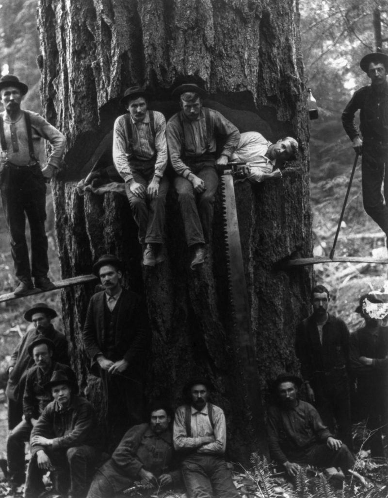Photos: The Golden Age of Lumberjacks and Giant Redwoods they Battled