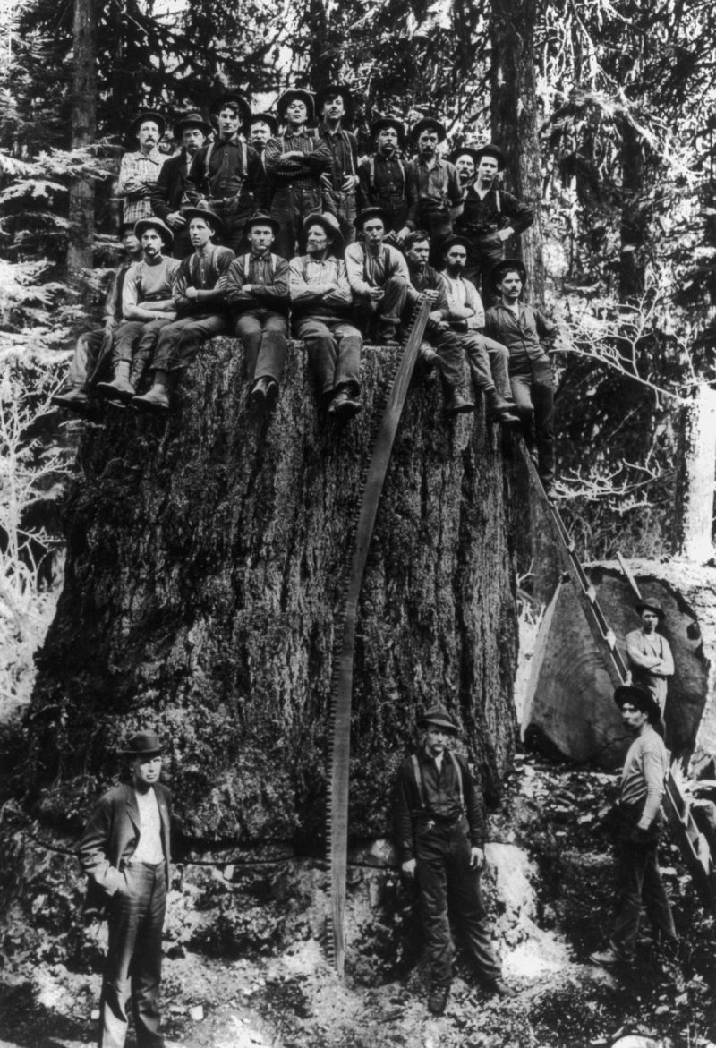 Rare Footage and Stories of Old-Time Lumberjacks Felling Giant Redwoods ...
