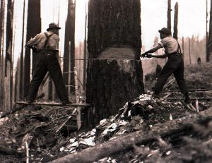 Photos: The Golden Age of Lumberjacks and Giant Redwoods they Battled