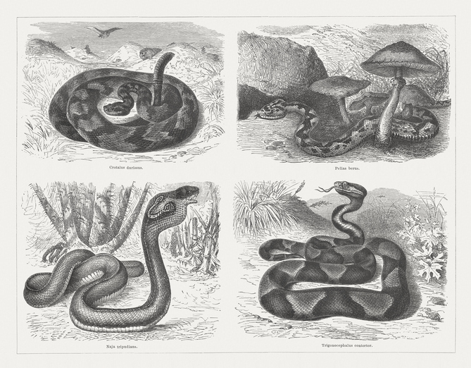 Fossil Reveals that Snakes used to Walk on Hind Limbs - The Vintage News