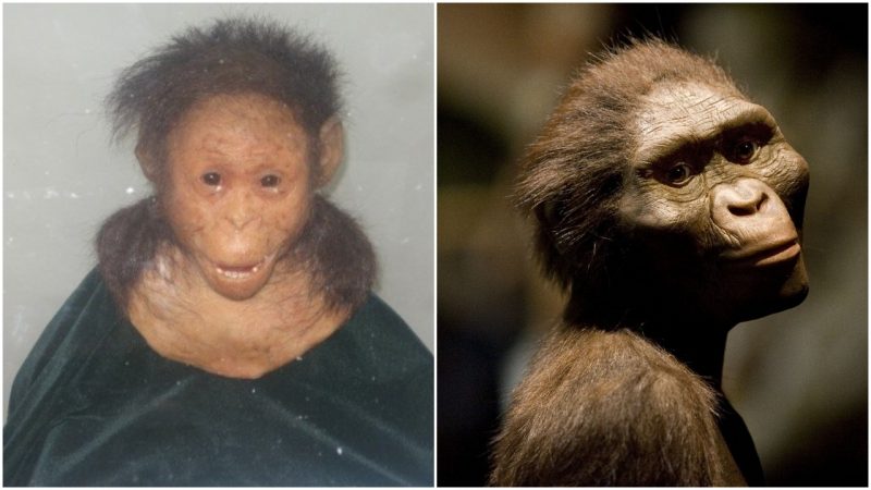 Lucy’s baby, the world oldest known child found in Ethiopia is 120,000 ...