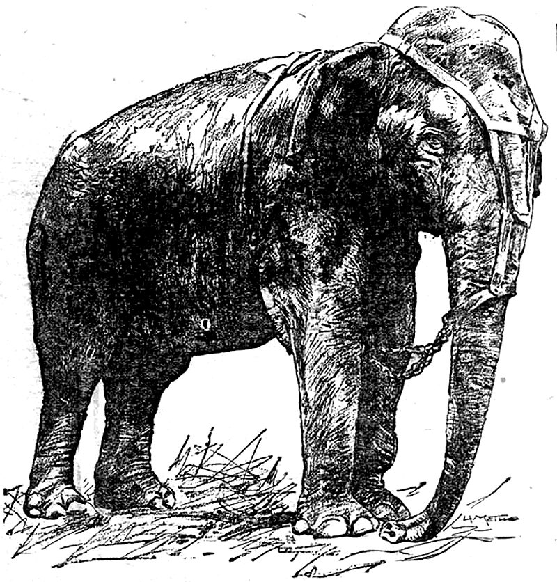 Thomas Edison, Nikola Tesla and the Sad Case of 'Topsy' the Circus Elephant