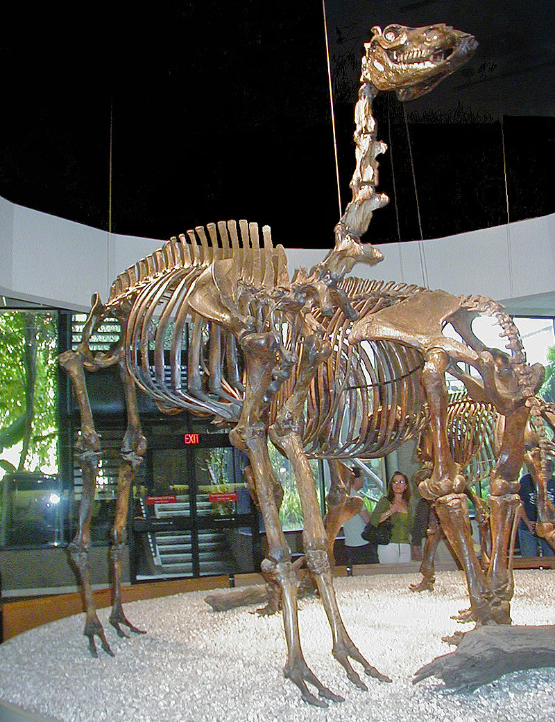 Were Camels Native to North America? The Evidence Says Yes. - The ...