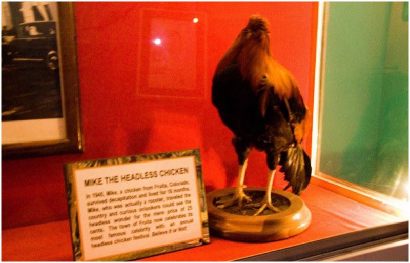 Miracle Mike - The Headless Chicken that became a Star - The Vintage News