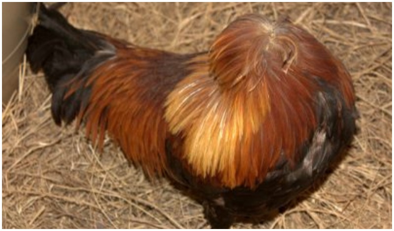 Miracle Mike - The Headless Chicken that became a Star - The Vintage News