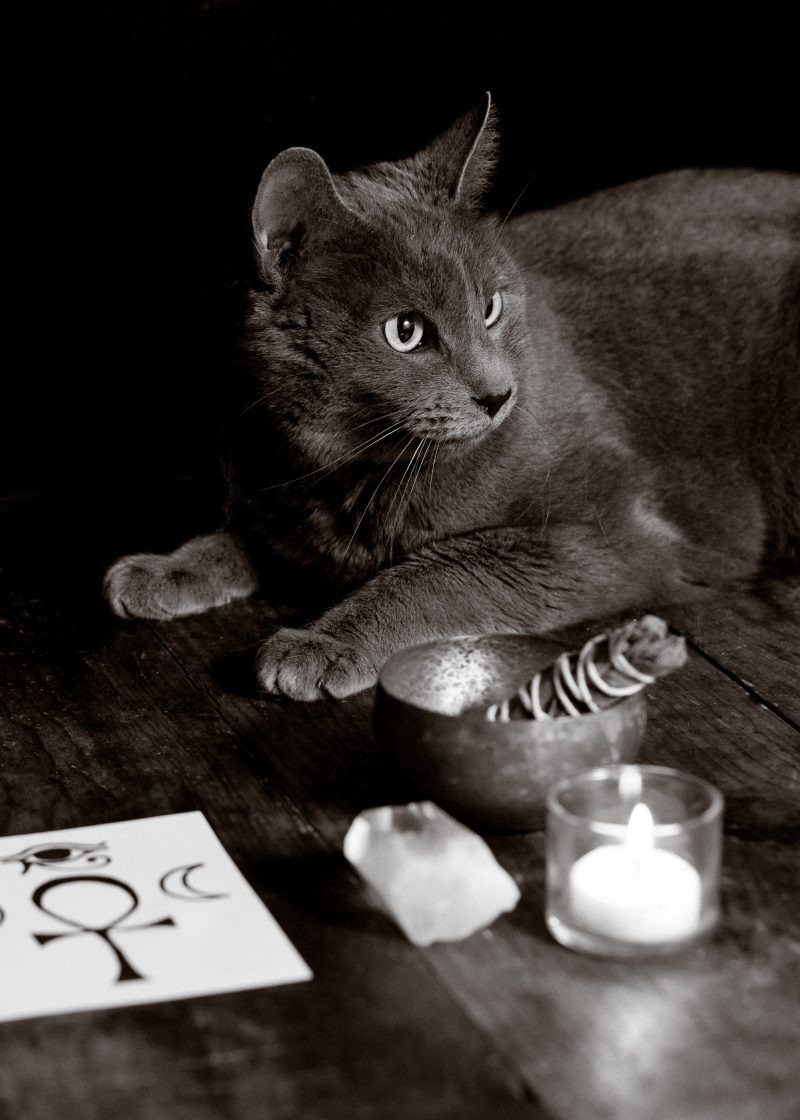A Witch Bought a Psychic Cat for $84,000 - The Vintage News