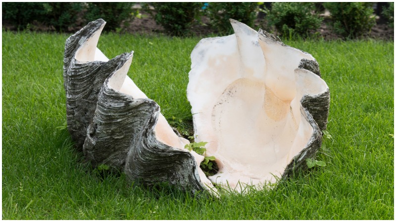Scientists Destroyed a 507 Year-Old Clam While Trying to Pry it Open ...
