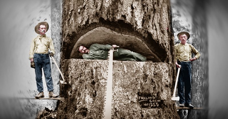 Rare Footage and Stories of Old-Time Lumberjacks Felling Giant Redwoods ...