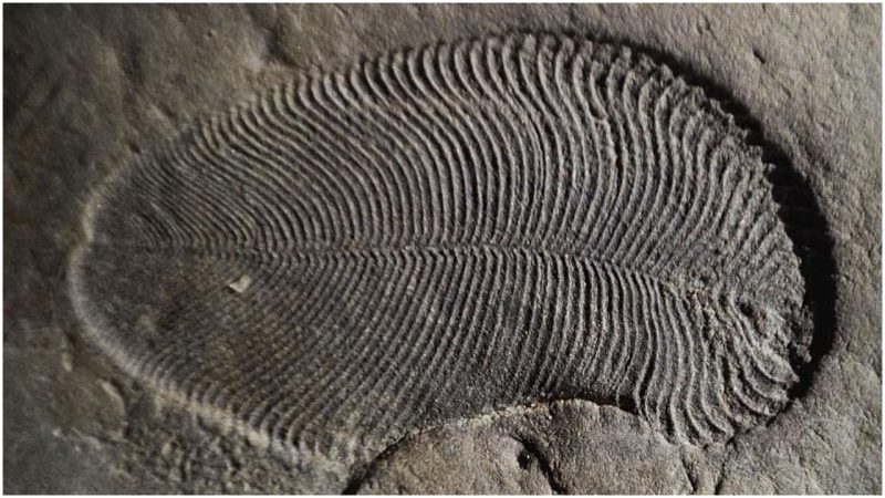 "Holy Grail of Paleontology" - Mystery of the Earliest Known Animal ...