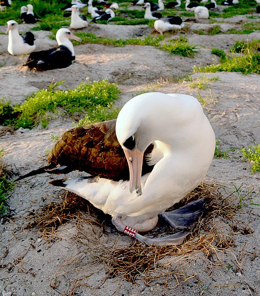 World’s Oldest Banded Wild Bird Set to be a Mother for the 37th Time