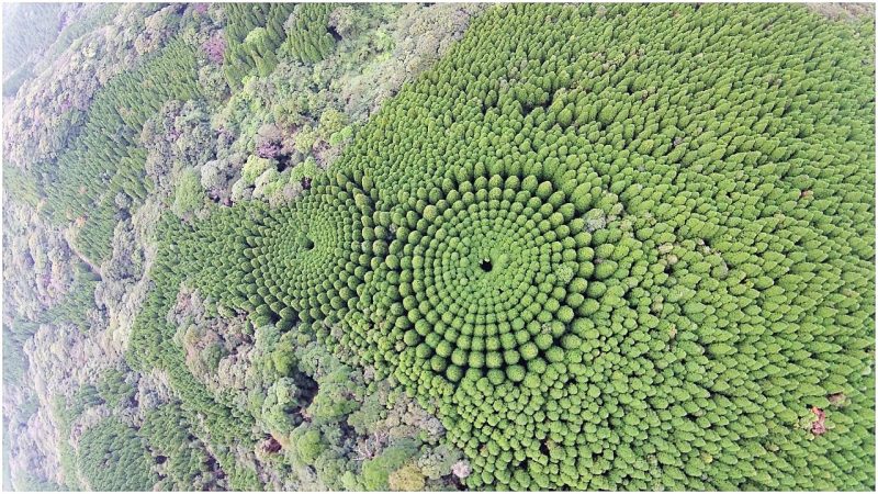 Incredible Forest 'Crop Circles' Appear in Japan