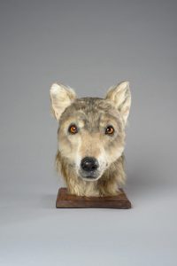 Cutting Edge Technology Shows us What a Neolithic Dog Looked Like