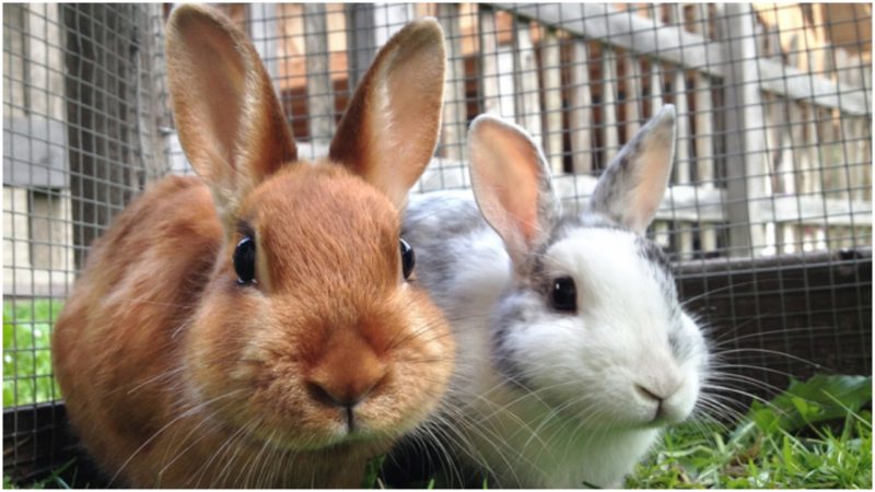 Rabbits are Popular Pets in Britain Thanks to the Ancient Romans