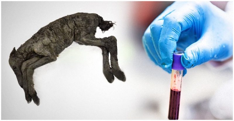Huge New Findings Inside the Body of the Best-Preserved Ice Age Animal ...