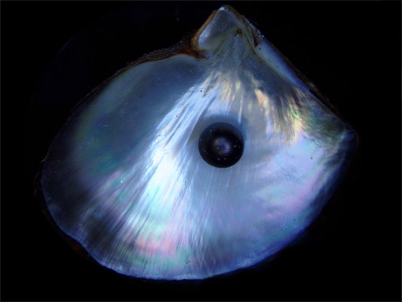 The World's Oldest Pearl is Pink and Proof of Neolithic Trading - The ...