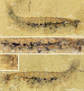 Primordial 500 Million-yr-old Fossilized Brain Astounds Scientists ...