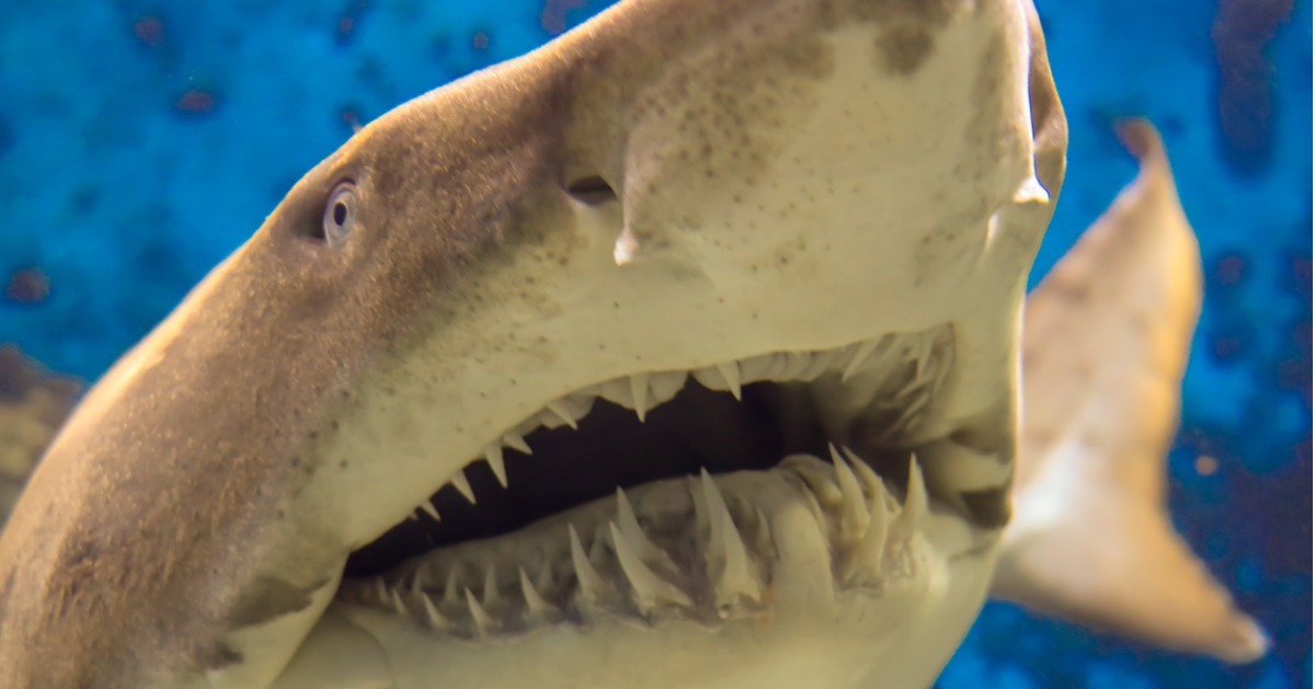 New Species of Sharks Found that Actually WALK on the Ocean Floor - The ...