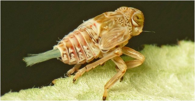 This Tiny Insect Contains the Only Mechanical Gears Ever Found in Nature