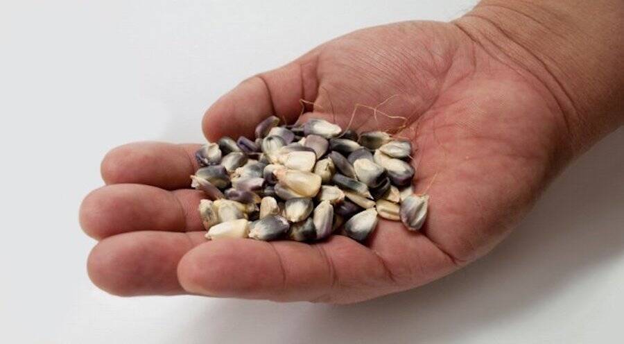 Cherokee Nation First U.S. Tribe to Donate Seeds to Global "Doomsday ...