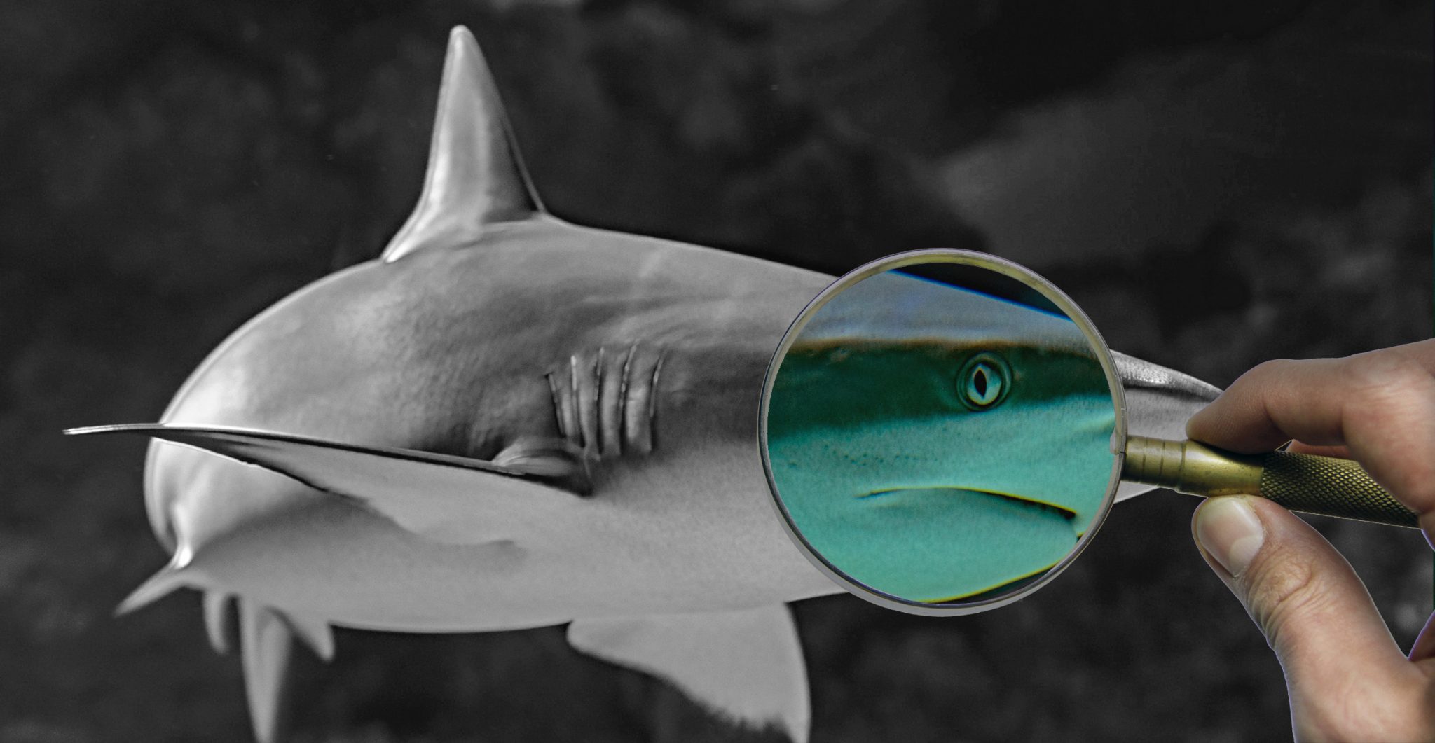 Ancient Jaws! 330 Million-yr-old Shark's Head Found in Kentucky Cave ...