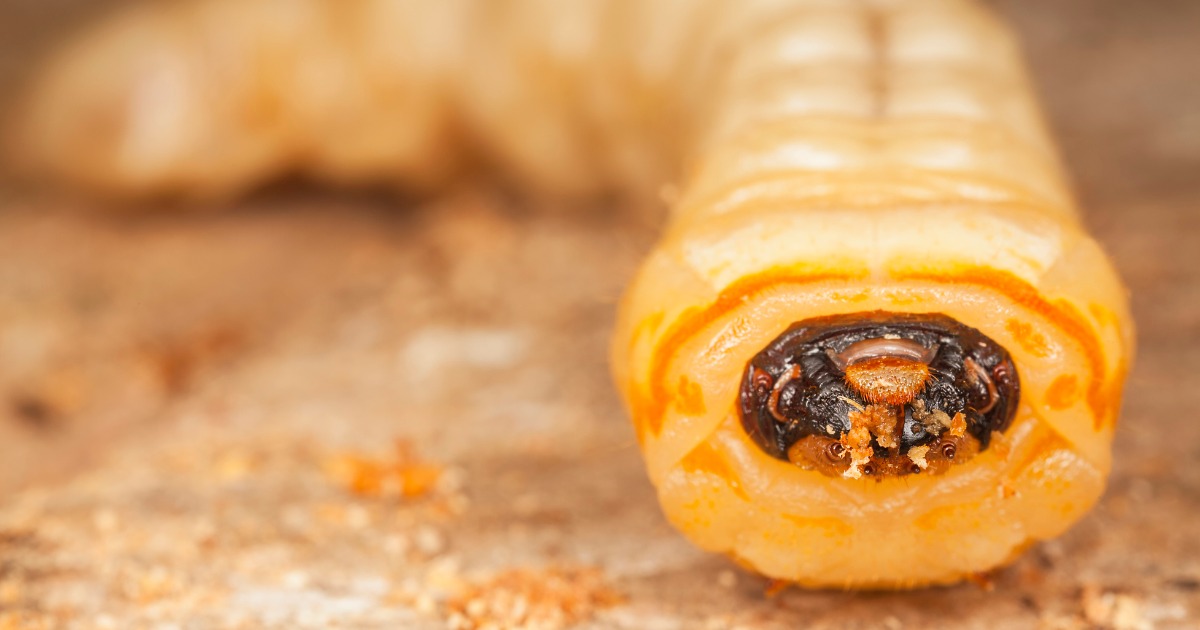 This Worm-Like Creature is our Earliest Ancestor and Holds the ...