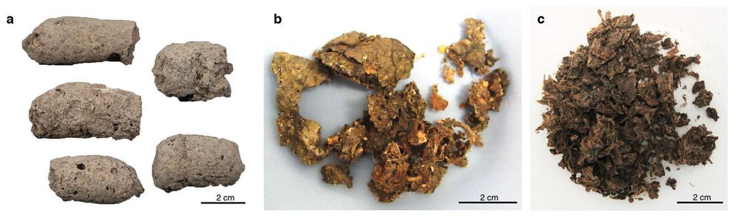 Mysterious Ancient Poop has been Deciphered by Artificial Intelligence ...