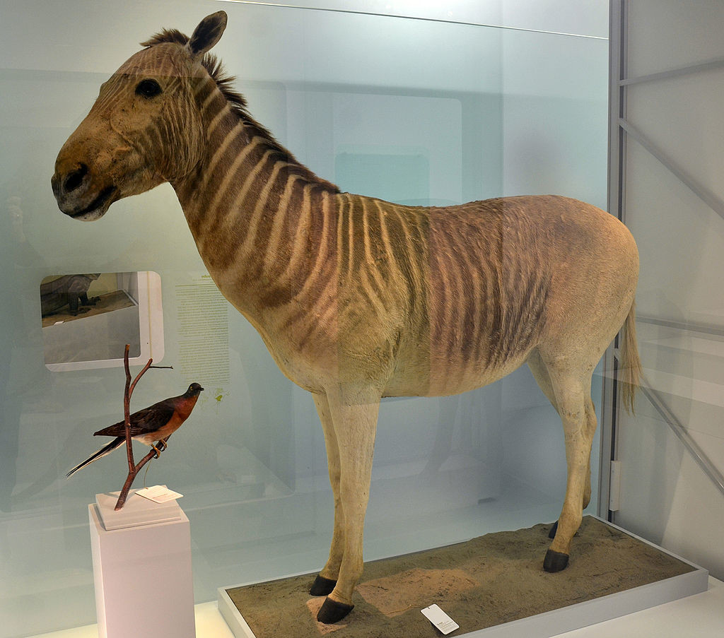Quagga- The cousin of Zebra that went extinct 100 years ago may be back ...