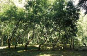 A sculptor trained 22 ash trees to grow in a circle, the secret artwork ...