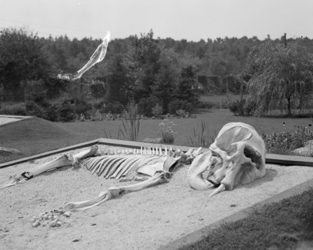 Benson's Wild Animal Farm- The private ZOO in Hudson that ran a gorilla ...