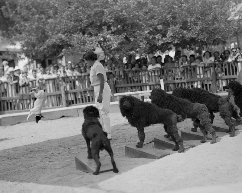 Benson's Wild Animal Farm- The private ZOO in Hudson that ran a gorilla ...