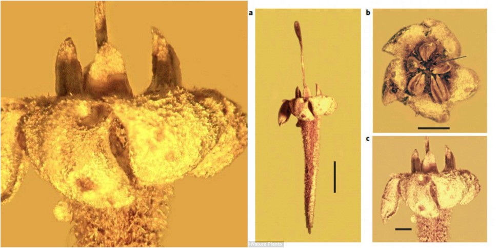Millions of years old poisonous flower has deadly secrets to reveal ...