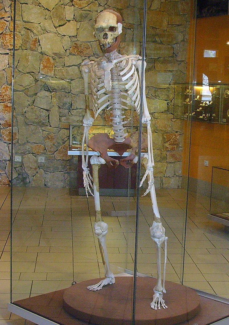 Analysis of 1.5 million year old footprint suggest the Homo Erectus ...