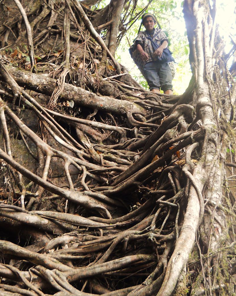 Living Root bridges- The suspension bridges in India handmade from the ...