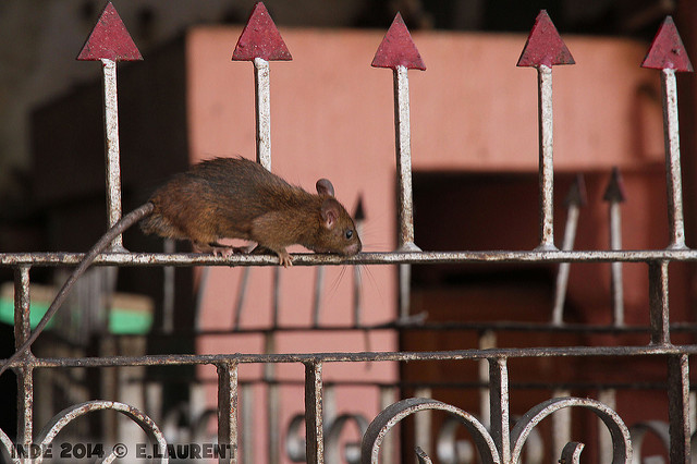 Karni Mata or "Temple of Rats" is a temple in India crawling with ...