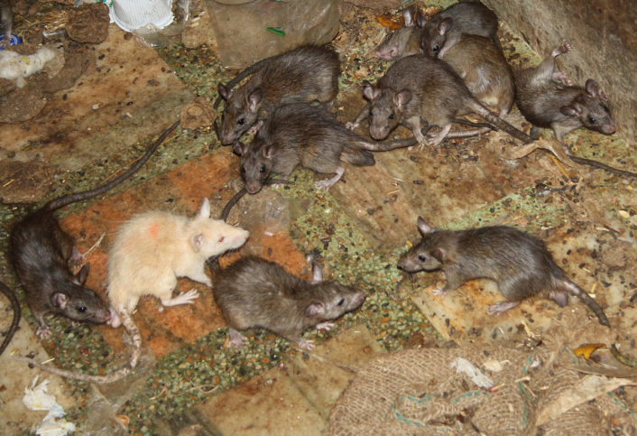 Karni Mata or "Temple of Rats" is a temple in India crawling with ...