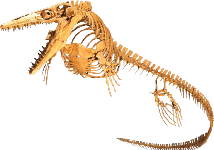 72 million-year old fossil of a Mosasaur discovered in Japan | The ...