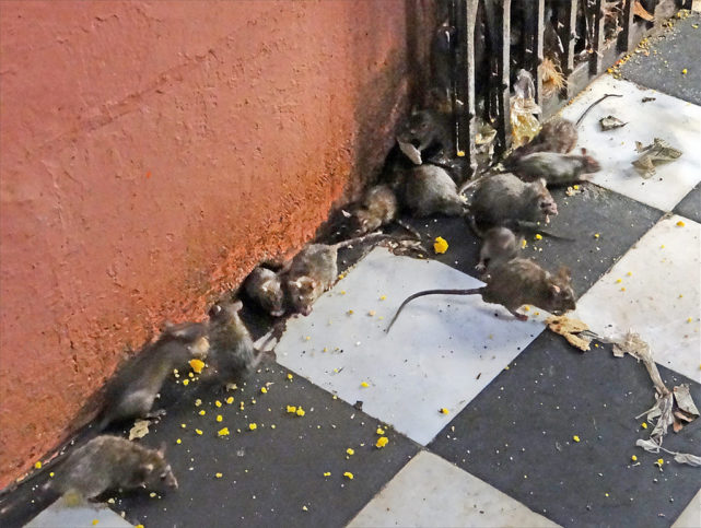 Karni Mata or "Temple of Rats" is a temple in India crawling with ...