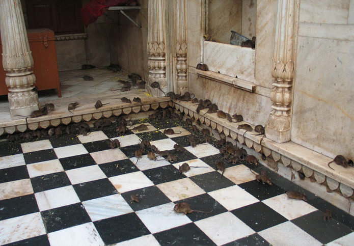 Karni Mata or "Temple of Rats" is a temple in India crawling with ...