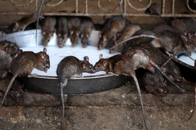 Karni Mata or "Temple of Rats" is a temple in India crawling with ...