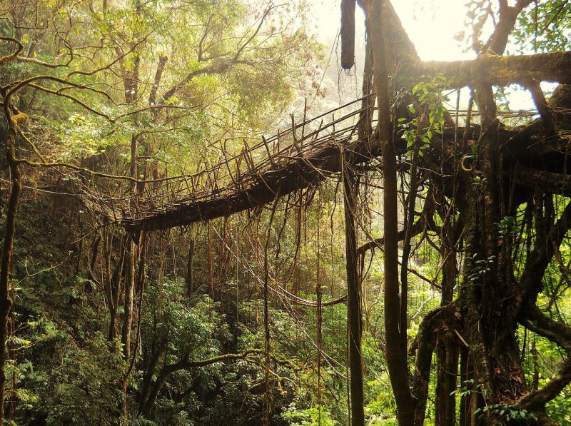 Living Root bridges- The suspension bridges in India handmade from the ...