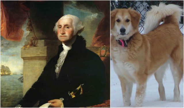 George Washington’s affection for Dogs contributed to his leadership ...