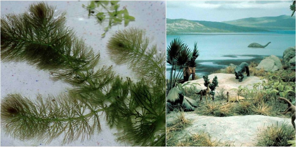 The discovery of the ‘First Plant’ | The Vintage News