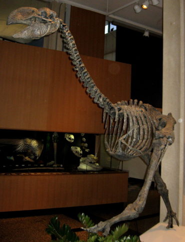 There used to be a real horse-sized duck - the Dromornis Stirtoni | The ...