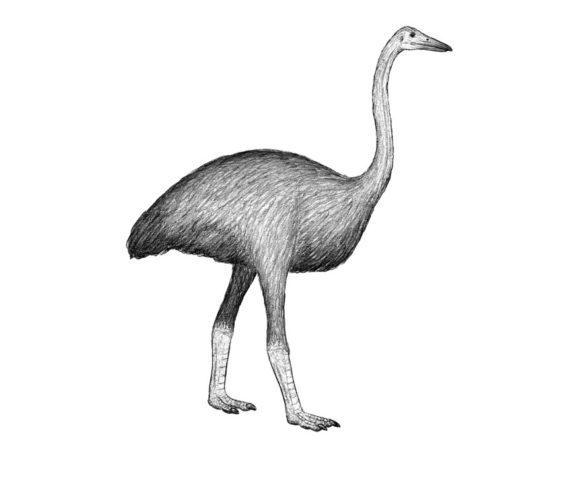 The elephant bird: Madagascar's extinct giant birds are considered the ...