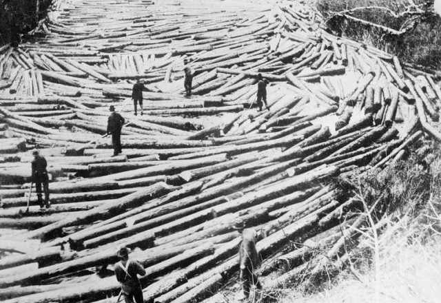 Wooden Gold: Tree trunks sat on the bottom of river beds for centuries ...